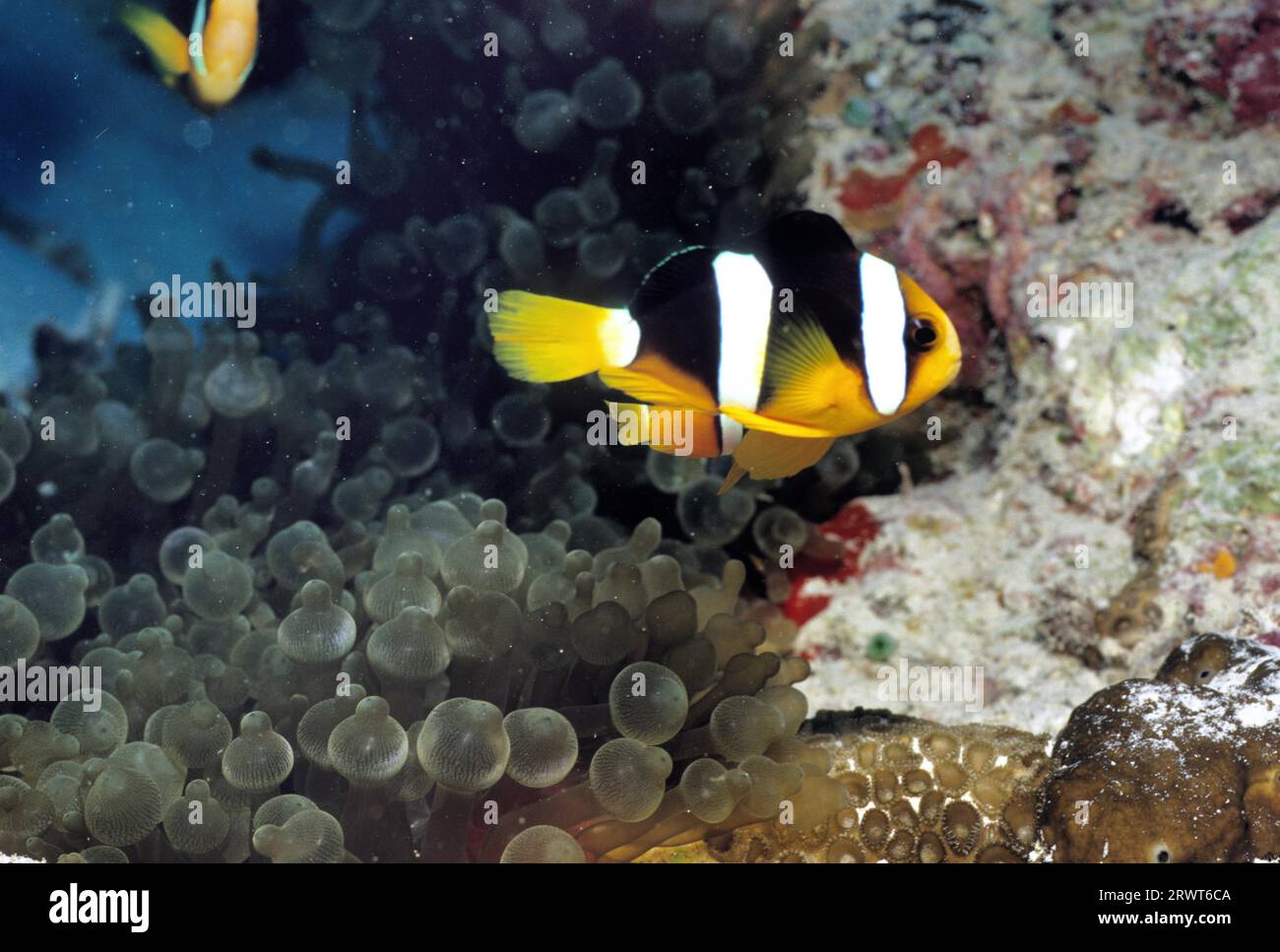 Small anemonefish, Maldives Stock Photo - Alamy