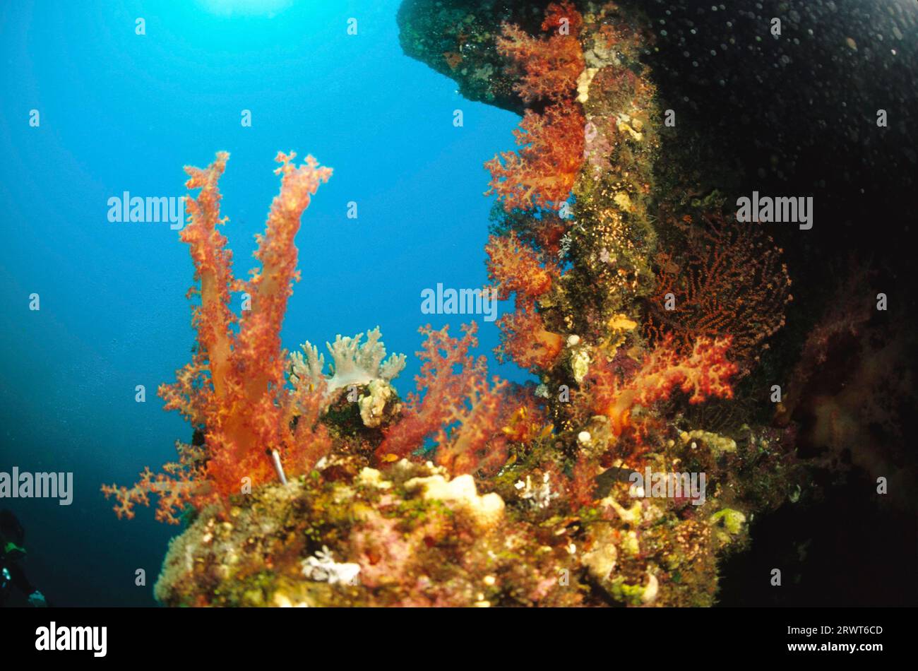 Red Sea soft corals, soft corals Stock Photo - Alamy