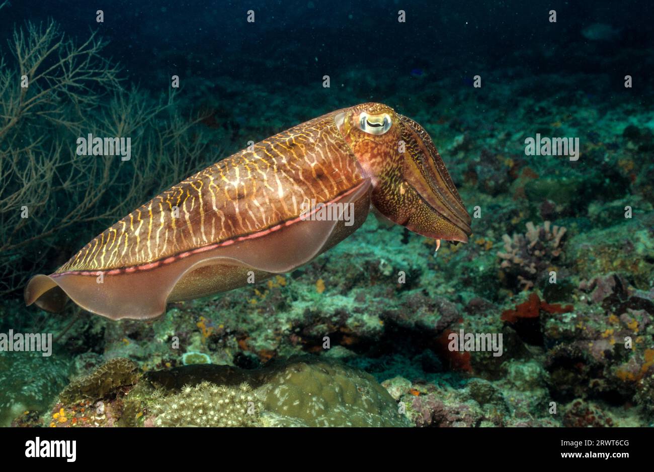 Maldives heritage hi-res stock photography and images - Alamy