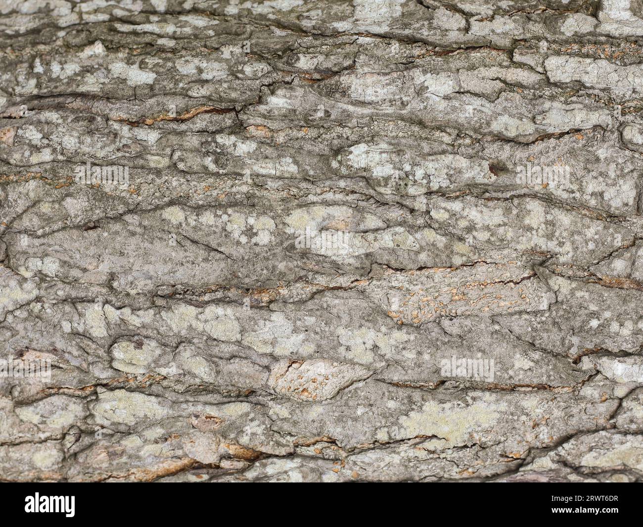Realistic Tree bark background texture, Seamless texture from tree ...