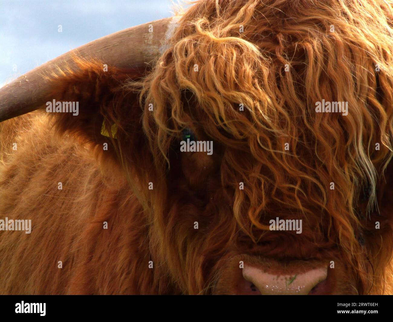 Hochlandrind hi-res stock photography and images - Alamy