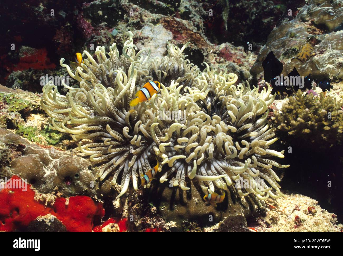 Underwater maldives anemone diver hi-res stock photography and images ...