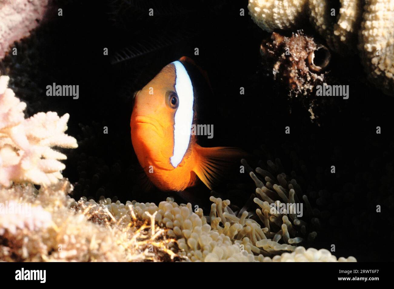 Red and black anemonefish (Amphiprion melanopus), Great Barrier Reef ...