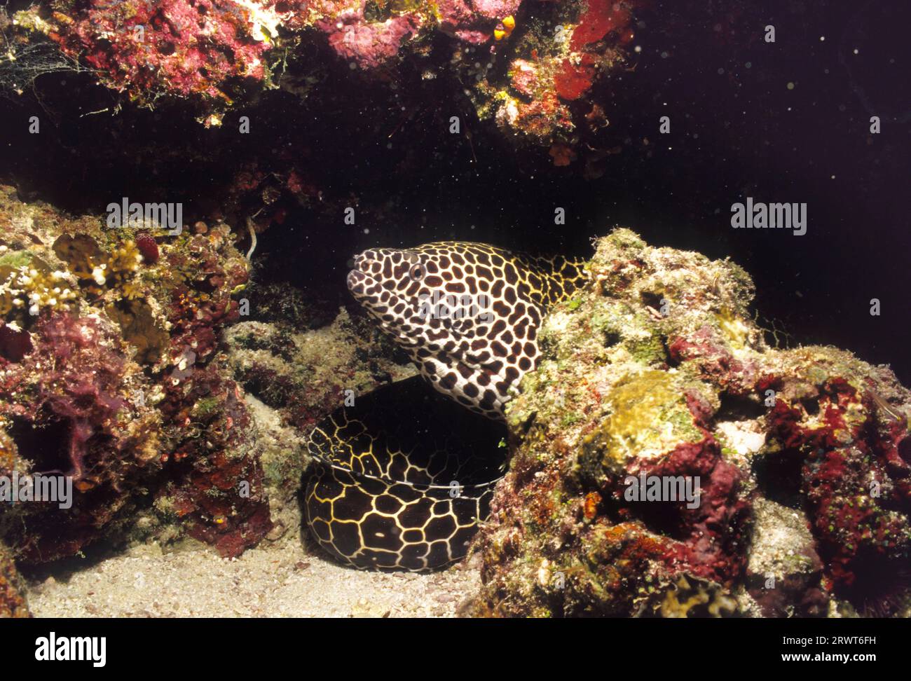 Large Reticulated Moray Stock Photo - Alamy