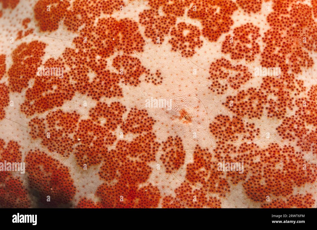 Starfish close up hi-res stock photography and images - Alamy