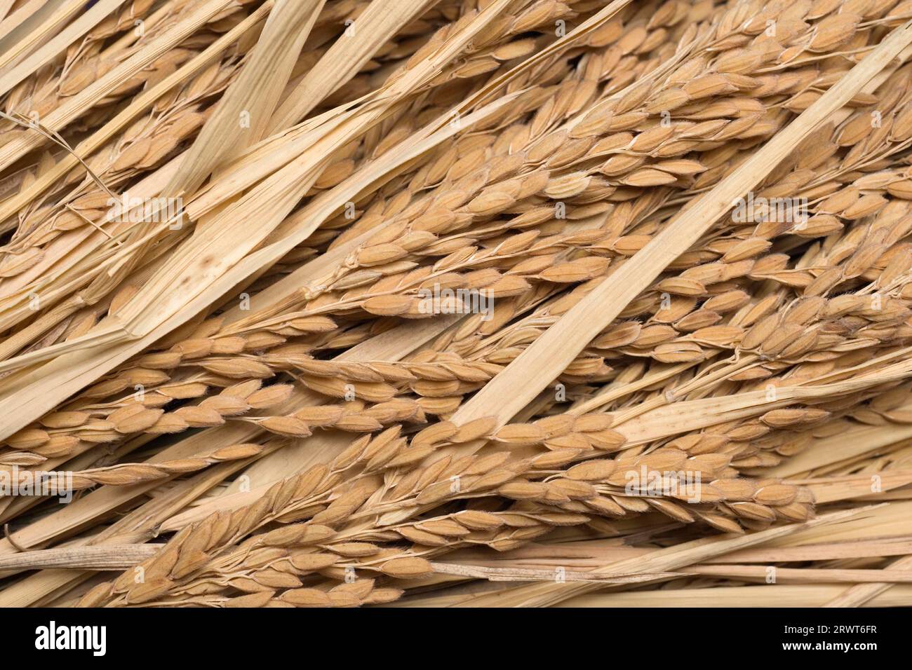Old dried rice ears Stock Photo - Alamy