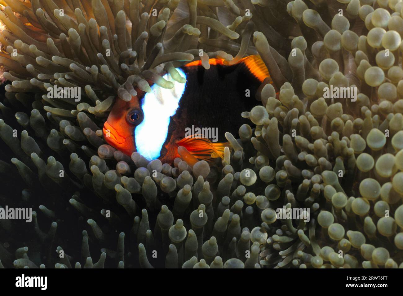 Australian clownfish (Amphiprion rubrocinctus), Great Barrier Reef ...