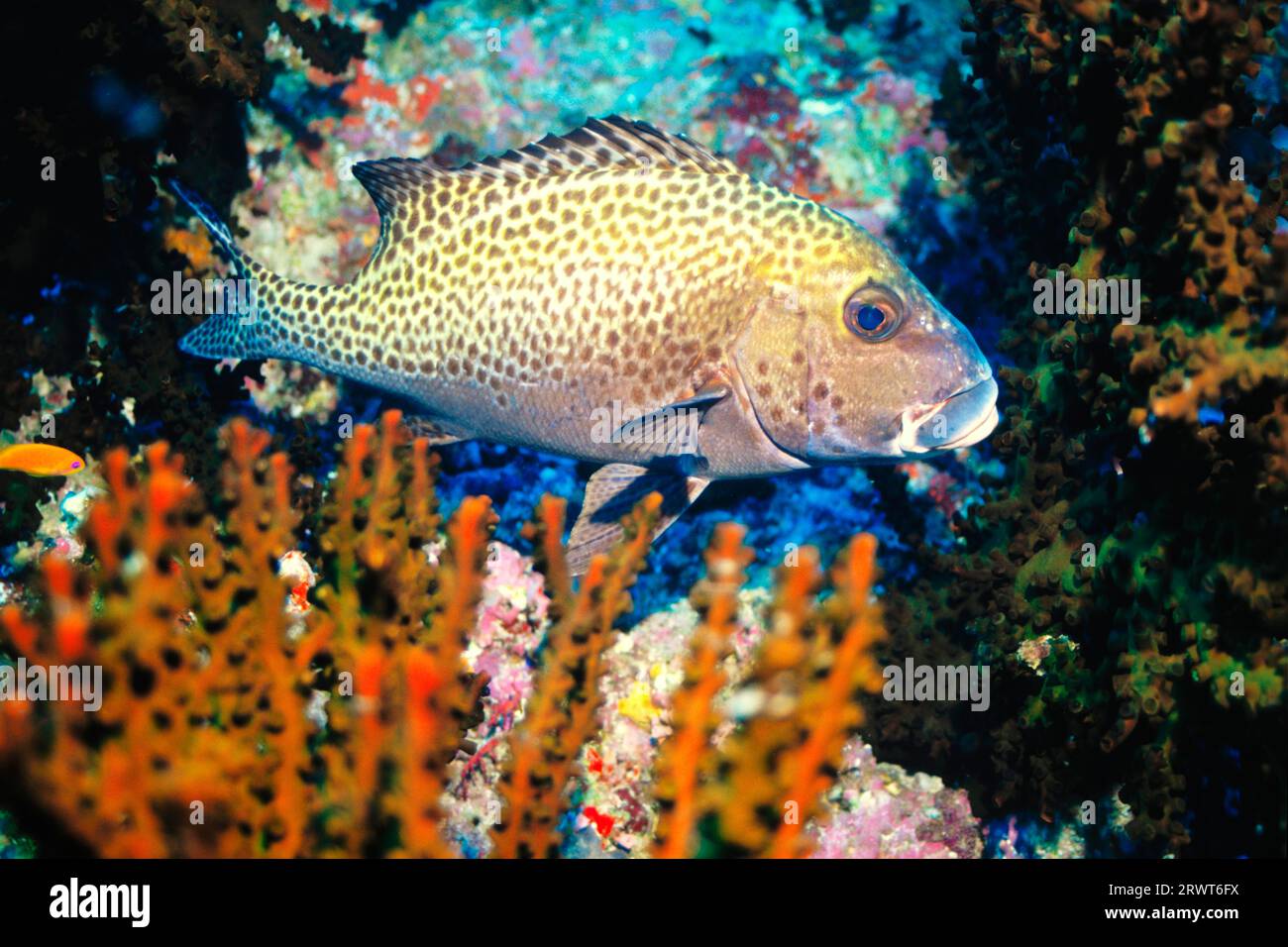 Harlequin sweetlip (Plectorhinchus chaetodonoides) or many spotted ...