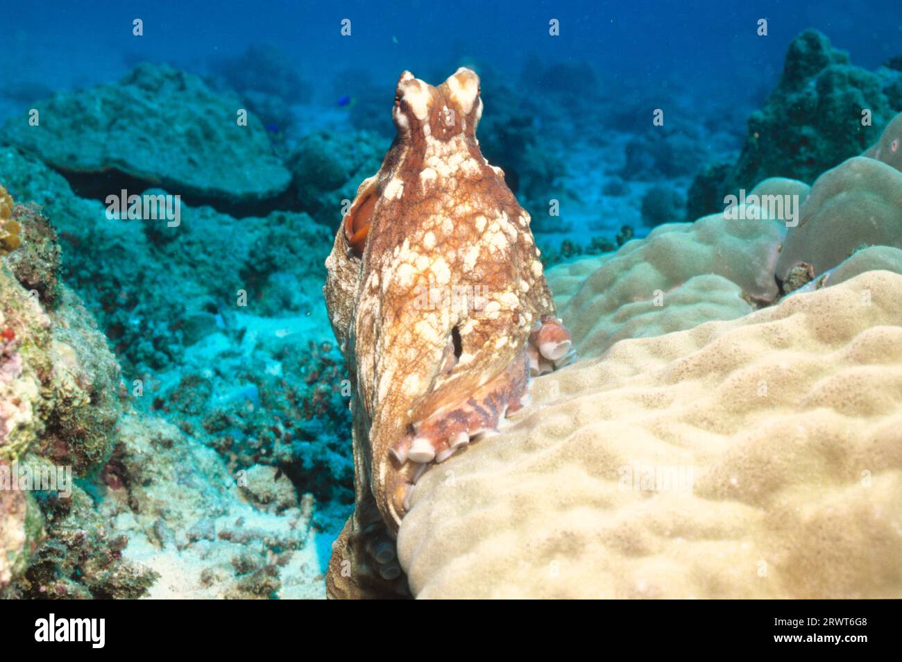 Diver and octopus hi-res stock photography and images - Alamy
