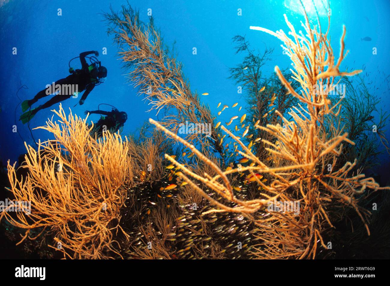 Angular sea whip hi-res stock photography and images - Alamy