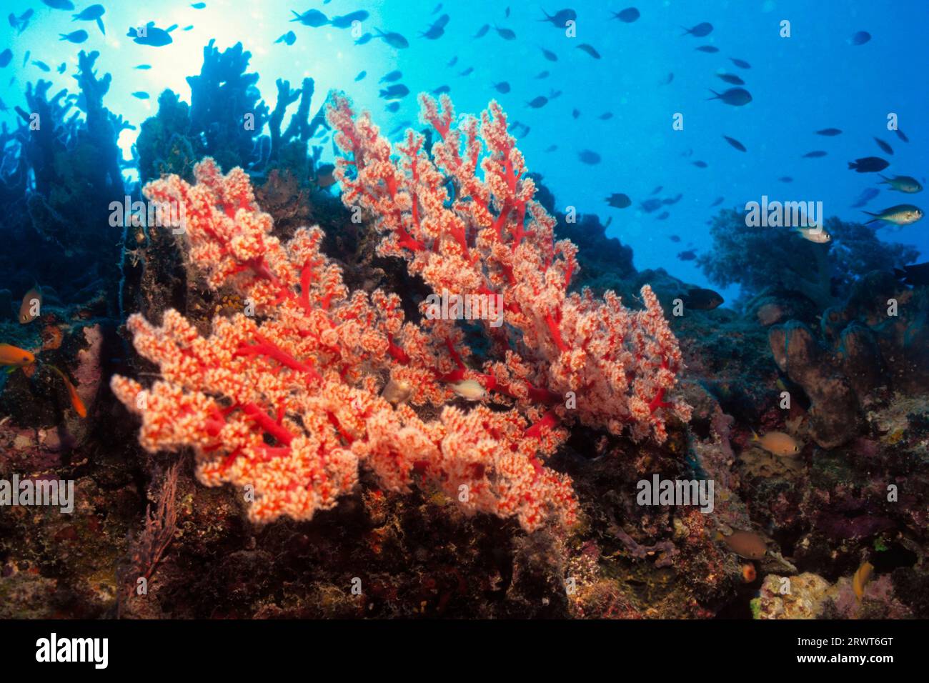 Reef with soft coral, Siphonogorgia sp., Ari-Atoll, Maldives, Indian ...