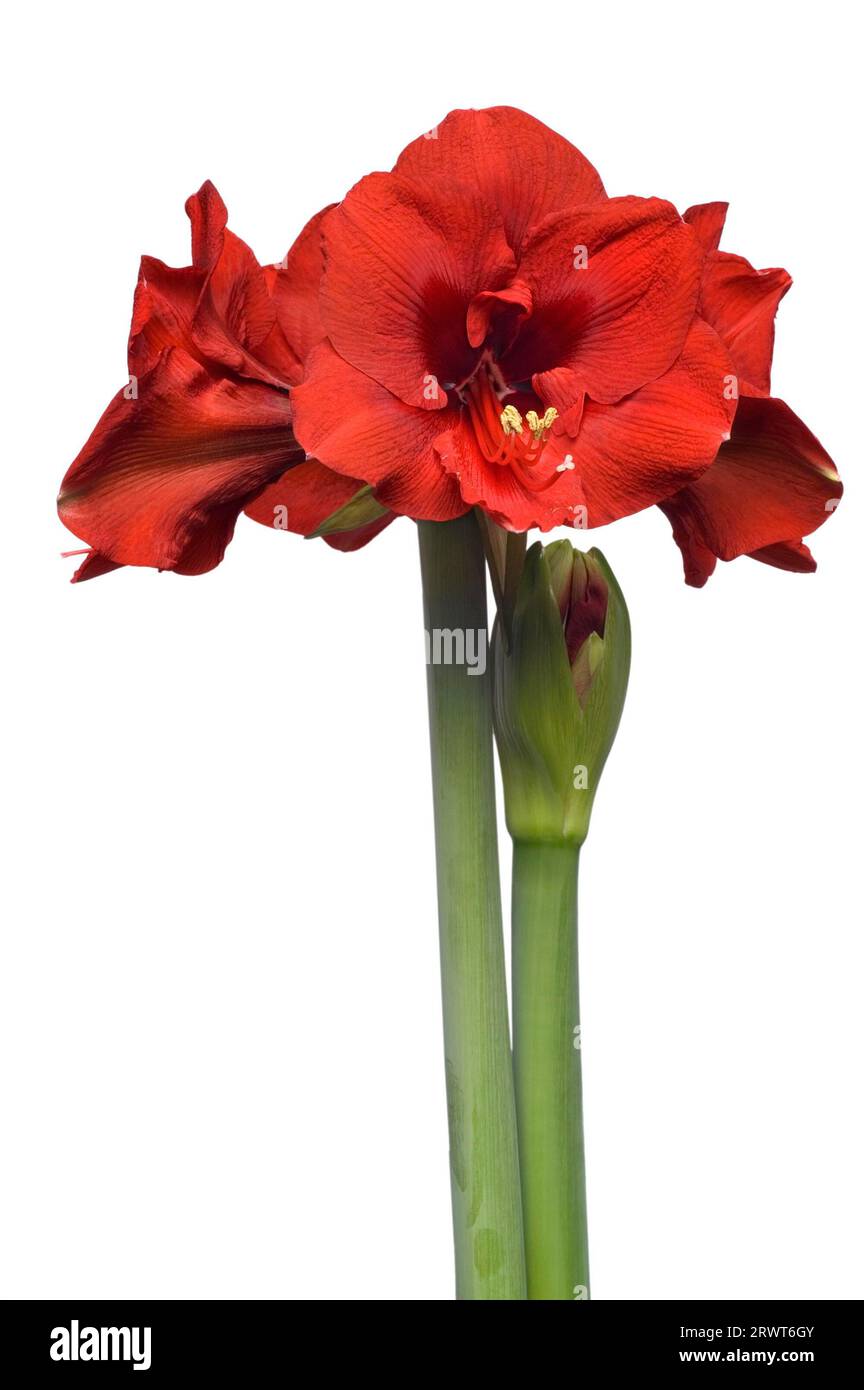 Cut flower plant Cut Out Stock Images & Pictures - Alamy