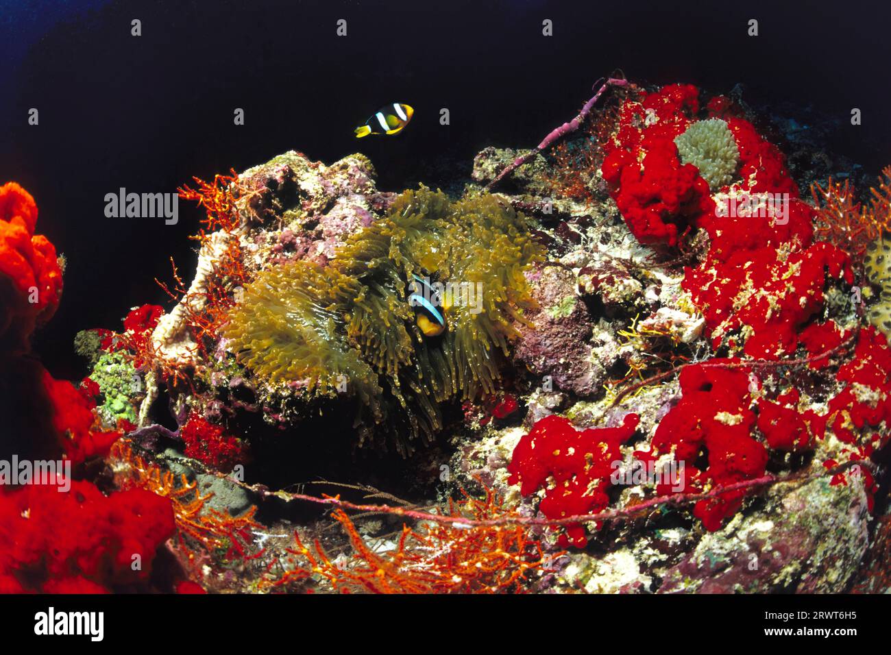 Clarks anemonefish in anemone (Amphiprion clarkii), Ari-Atolll ...