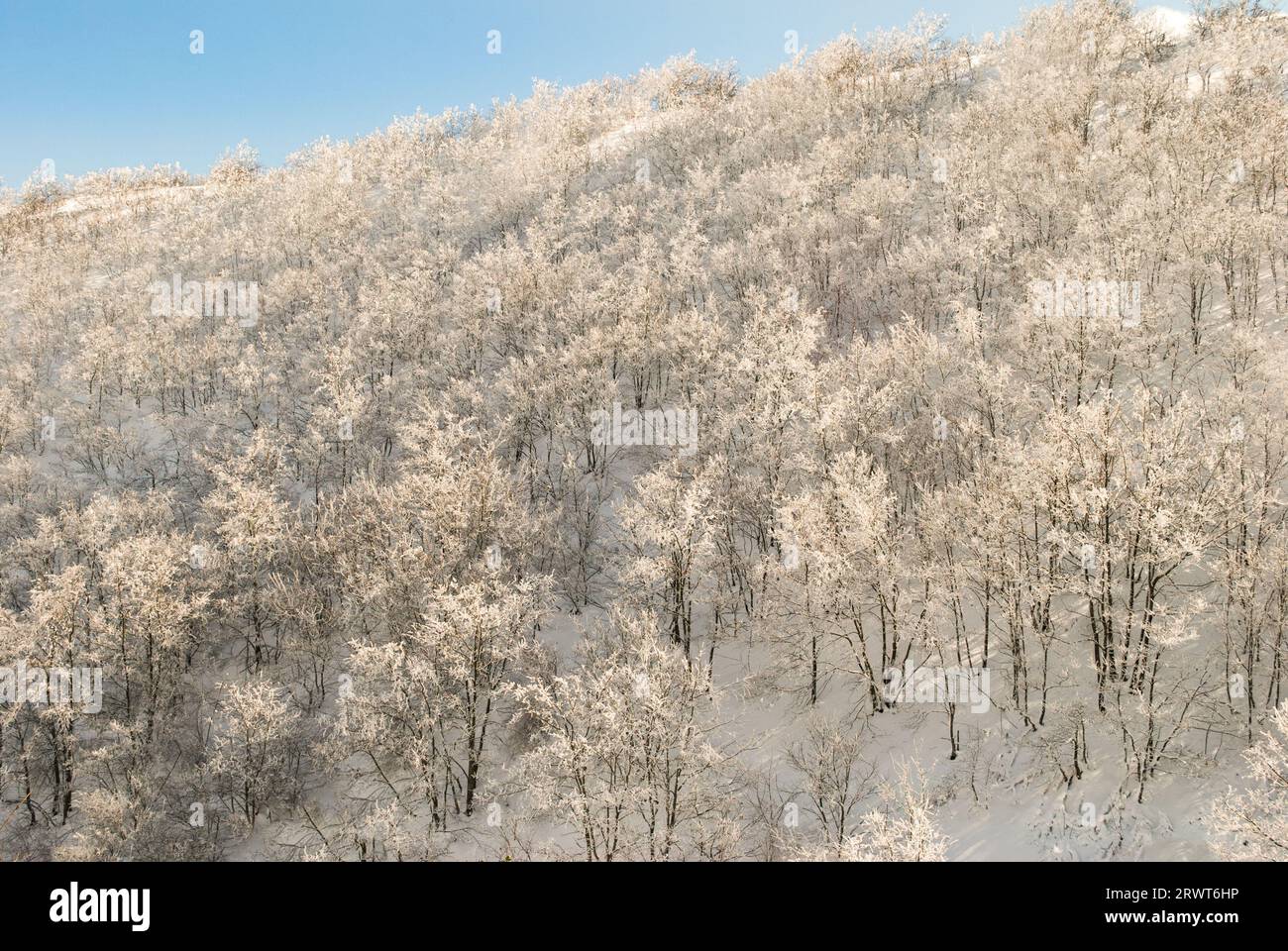 Misty forest high altitude hi-res stock photography and images - Alamy