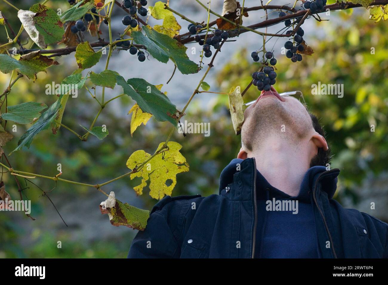 A man picks grapes from the vine with his mouth Stock Photo - Alamy