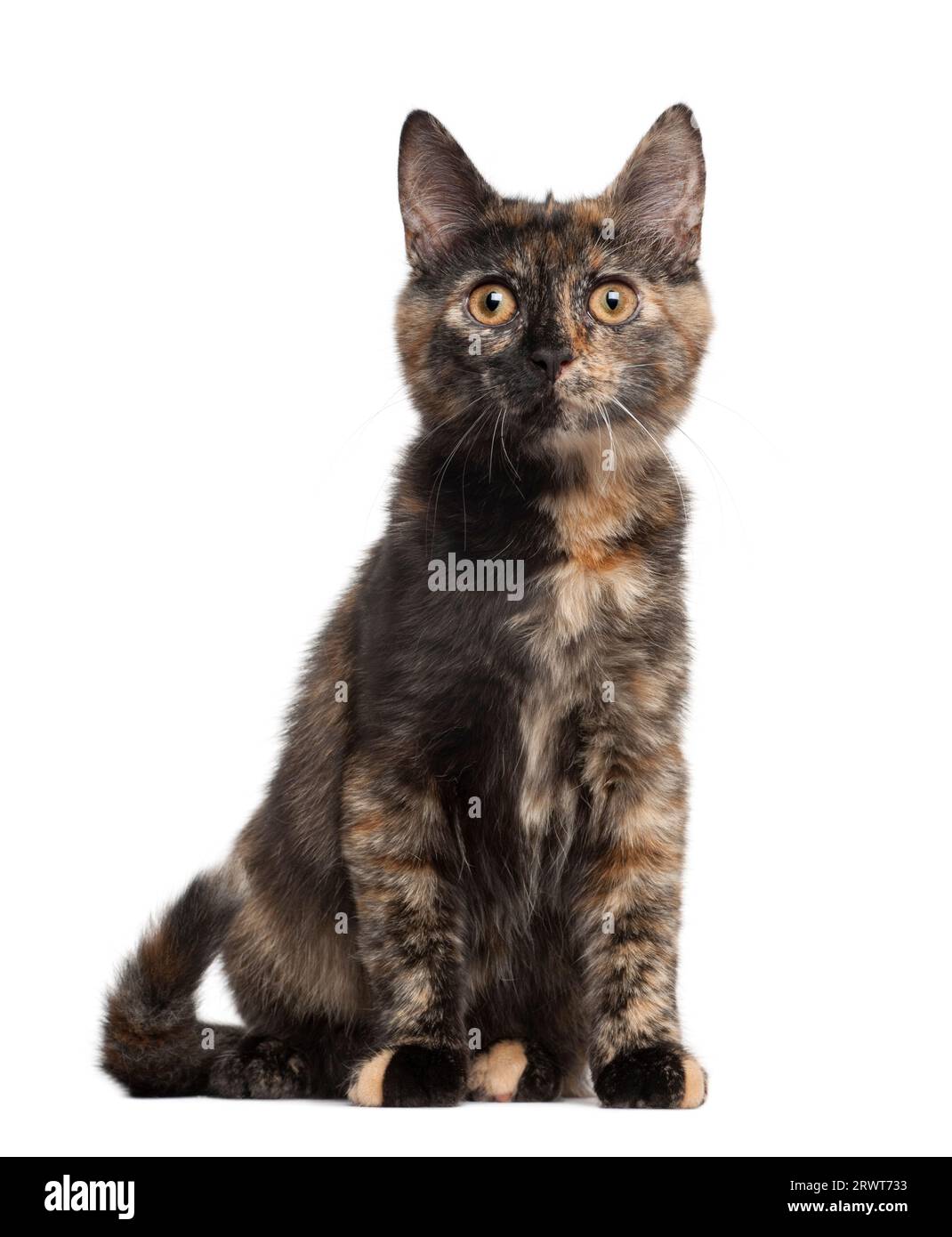Tortoiseshell kitten sitting Stock Photo - Alamy