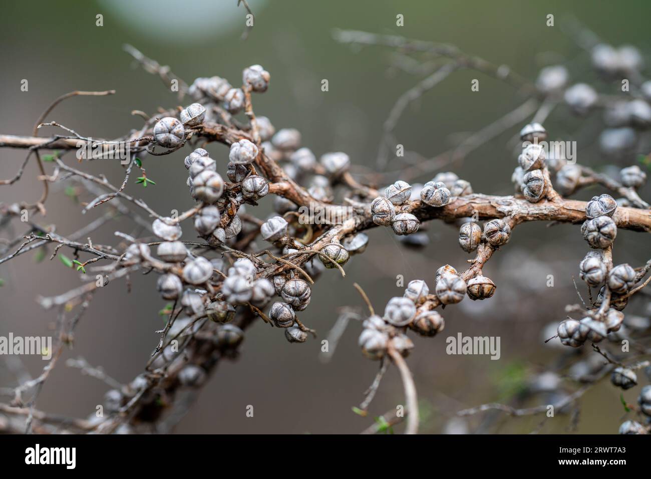 Australian bush tea hi-res stock photography and images - Alamy