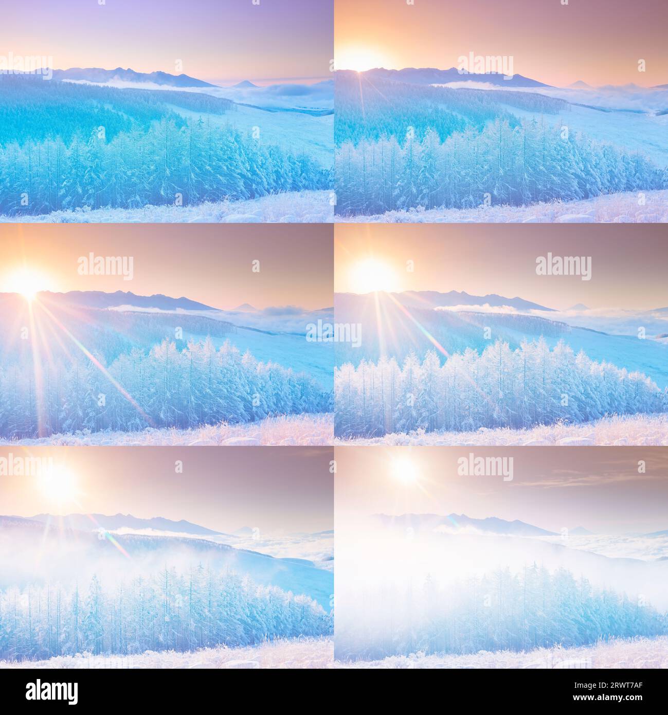 Airy photo of the Yatsugatake mountain range, Mt. Fuji, larch forest ...