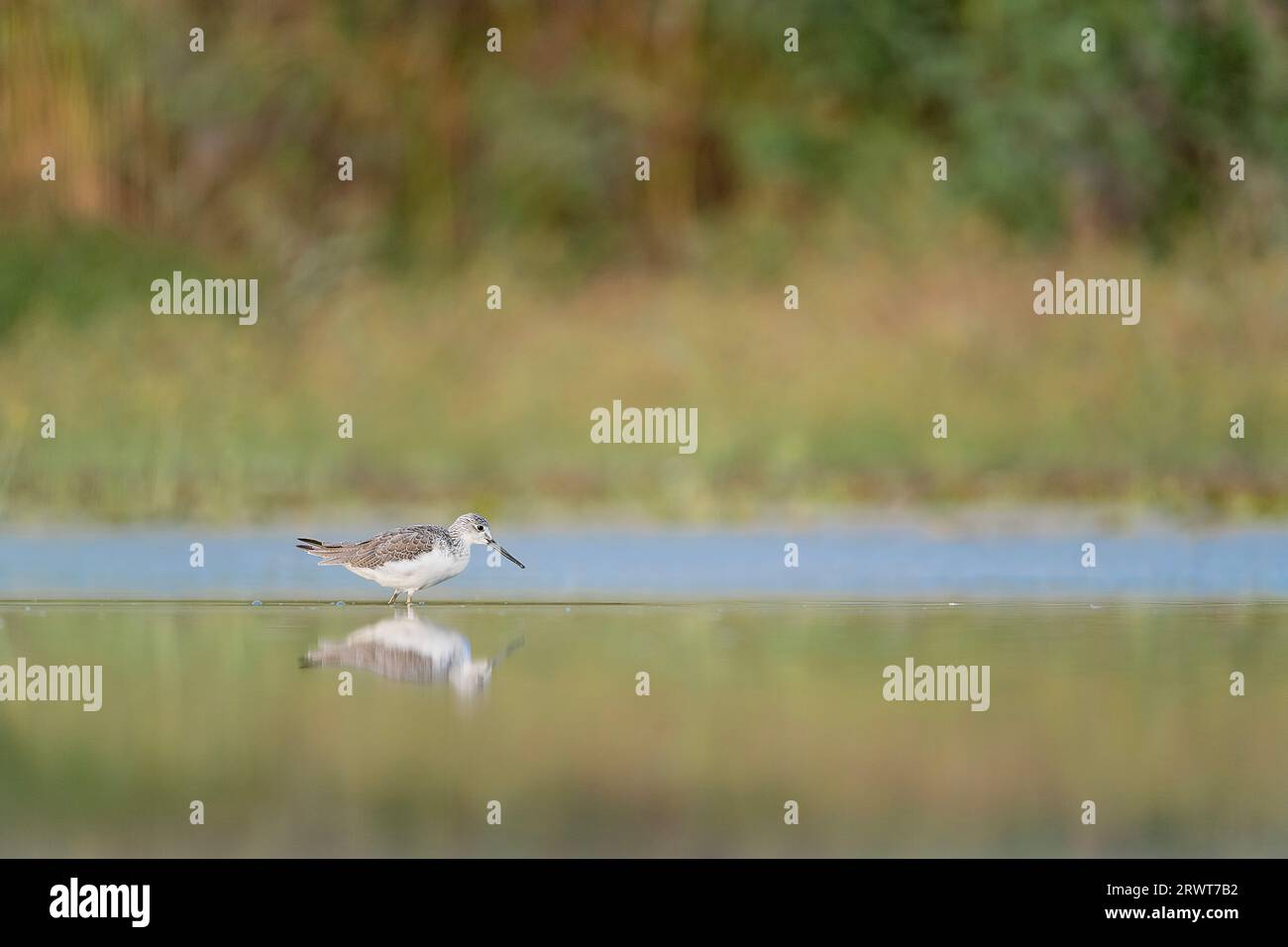 The common greenshank, fine art portrait (Tringa nebularia Stock Photo ...