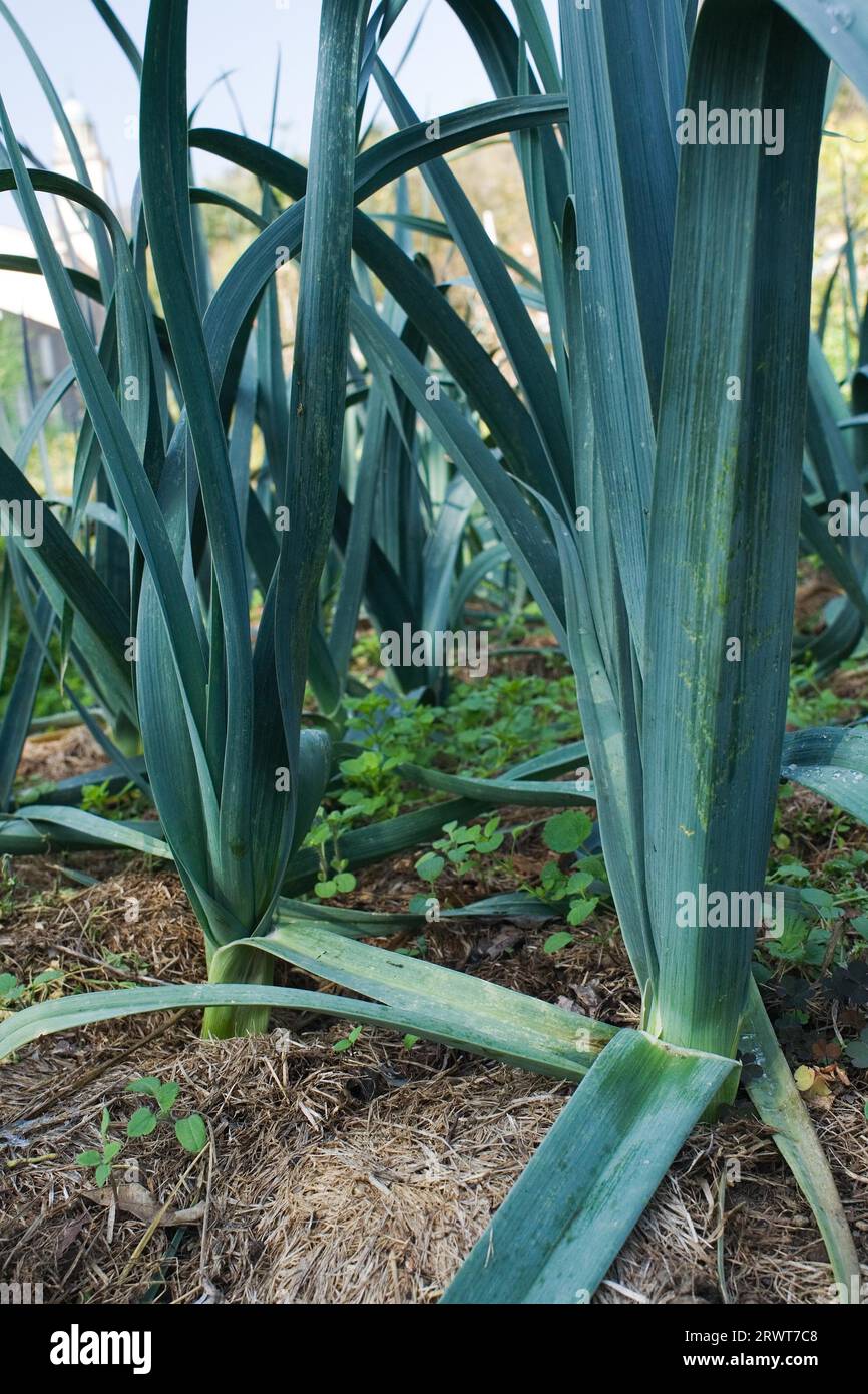 Manga gardens hi-res stock photography and images - Alamy