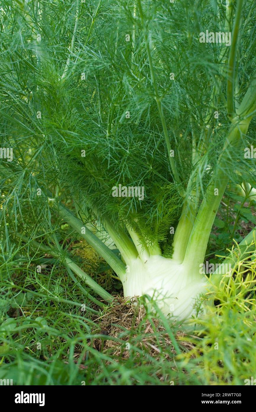 Fennel (Foeniculum vulgare) in a vegetable garden Stock Photo - Alamy