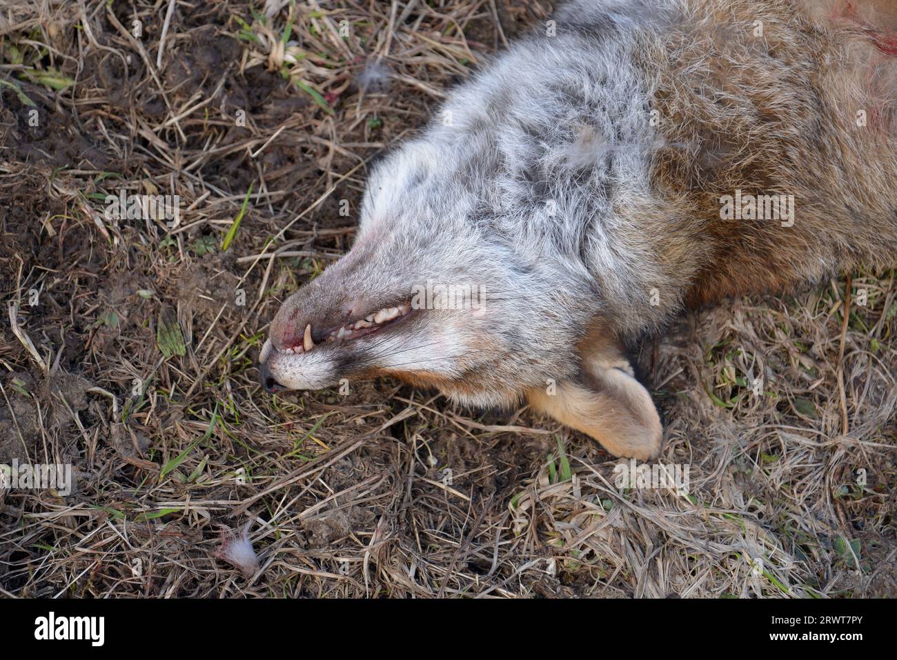 Fox corpse in the countryside Stock Photo - Alamy