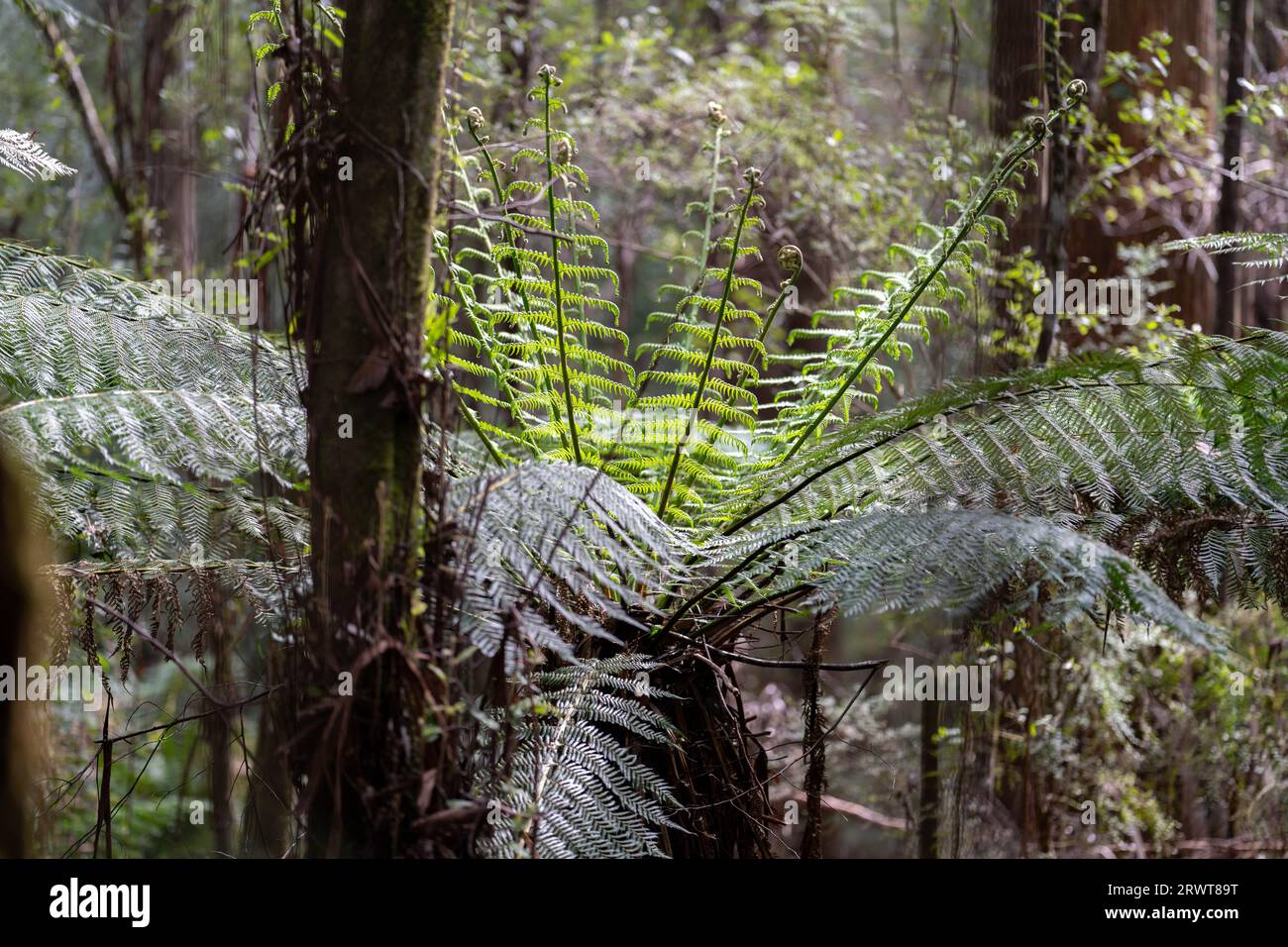 trees in the tasmanian bush in spring Stock Photo - Alamy