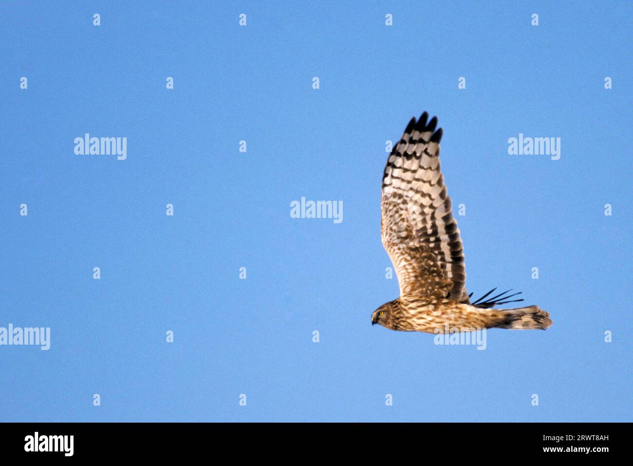 Hen harriers reaches a wingspan from 97-122cm (Photo Hen Harrier female ...