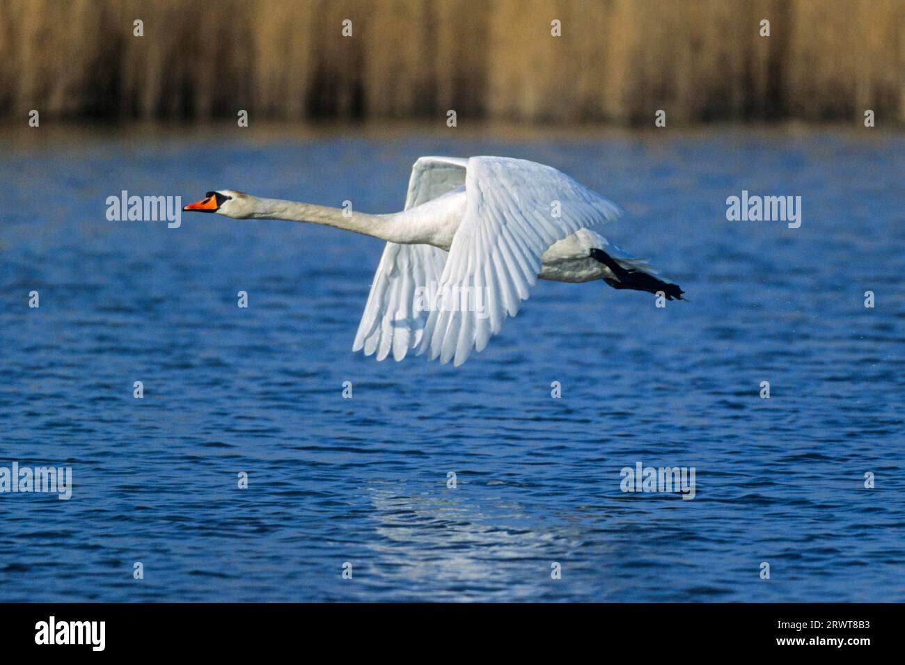 Mute Swan (Cygnus olor), one big Polish cob weighed 23kg, and this ...