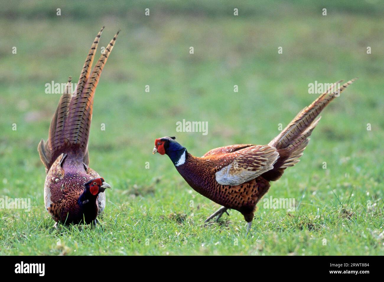 Pheasants form small, loose flocks after the breeding season (Hunting ...