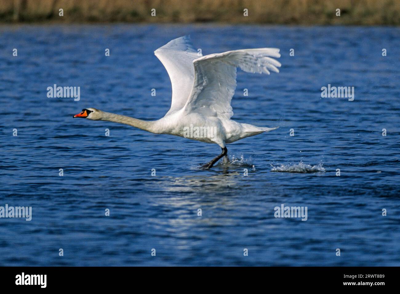 Mute Swan (Cygnus olor), one big Polish cob weighed 23kg, and this ...