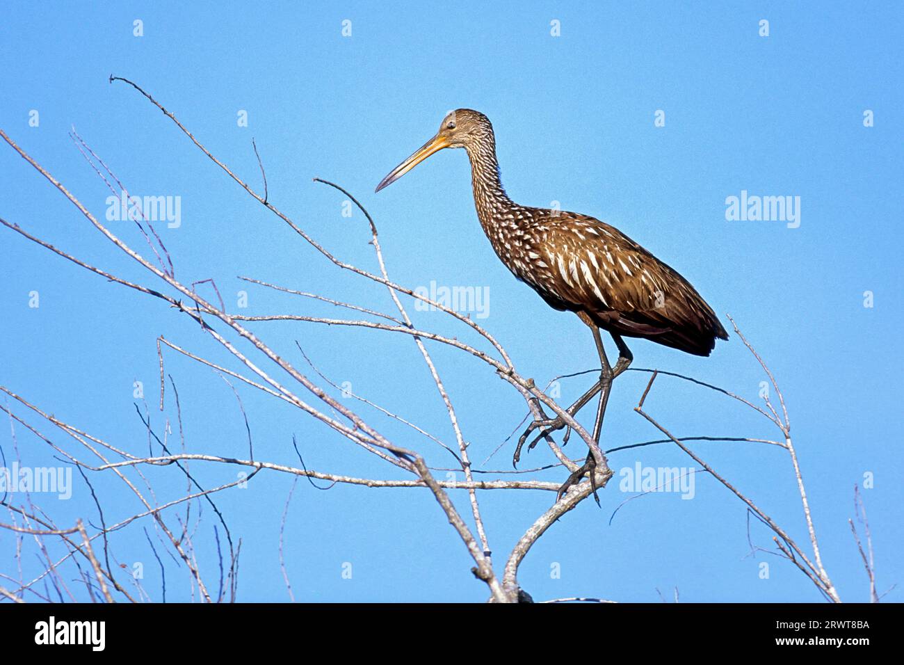 Bird attraction hi-res stock photography and images - Alamy