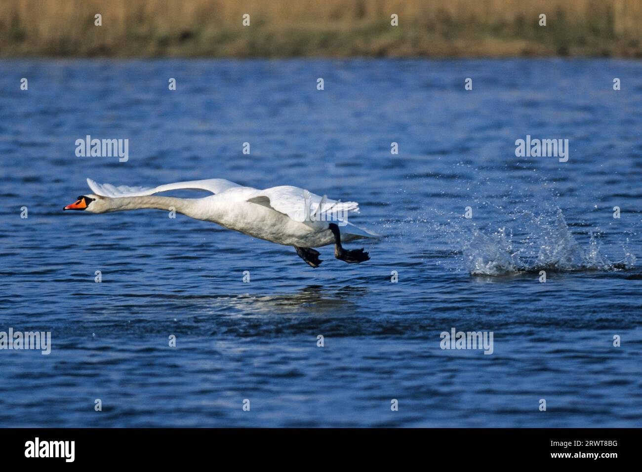 Mute Swan (Cygnus olor), one big Polish cob weighed 23kg, and this ...