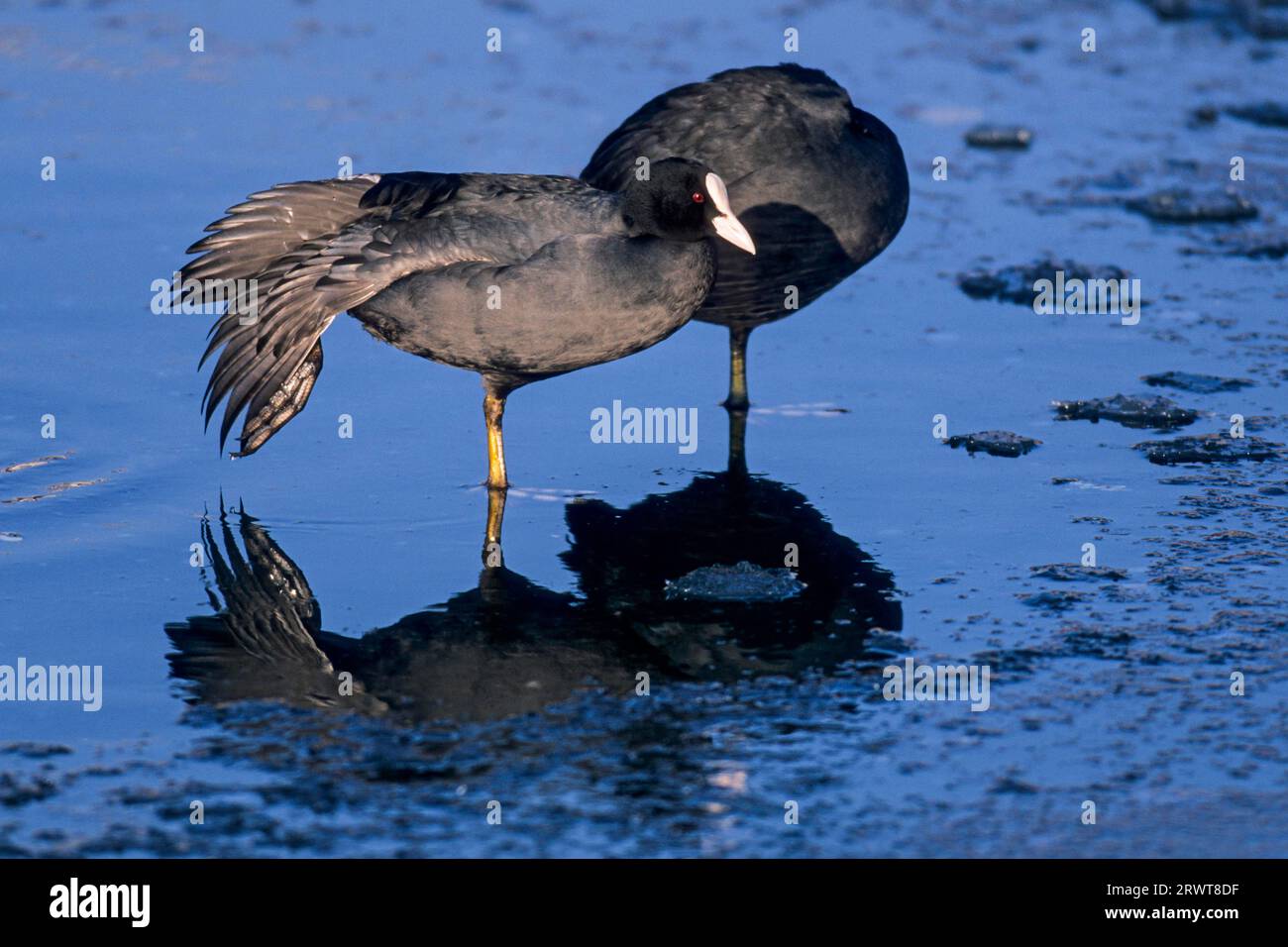 Eurasian Eurasian Coot, the white shield is fully developed at about 1 ...