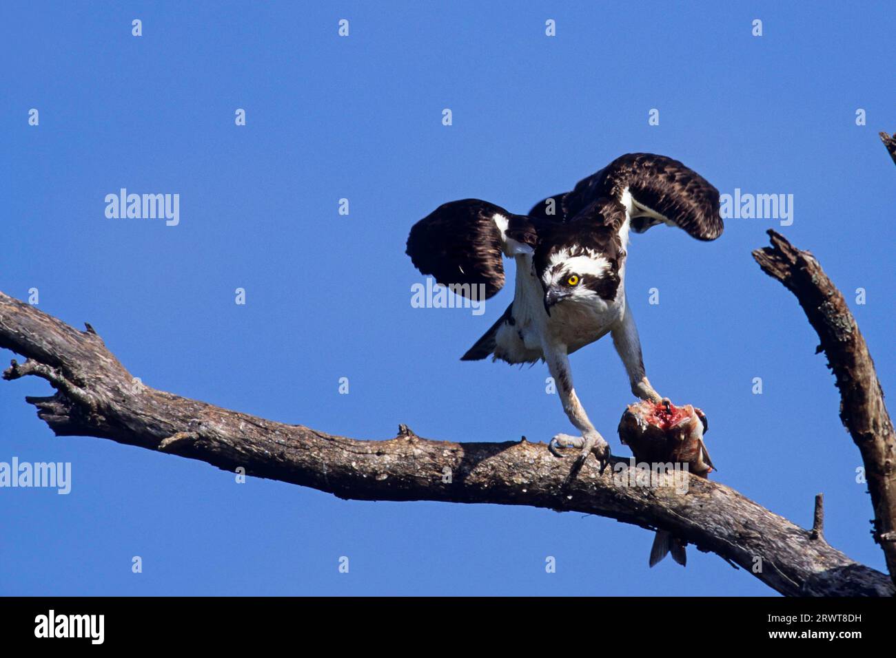 Osprey reach a wingspan from 127, 180cm (Photo Osprey eats a captured ...