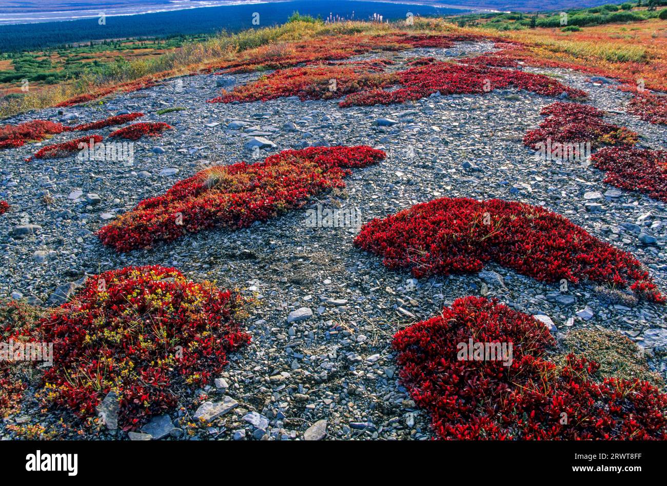 Tundra landscape with Alpine Bearberry in Indian summer, Denali ...