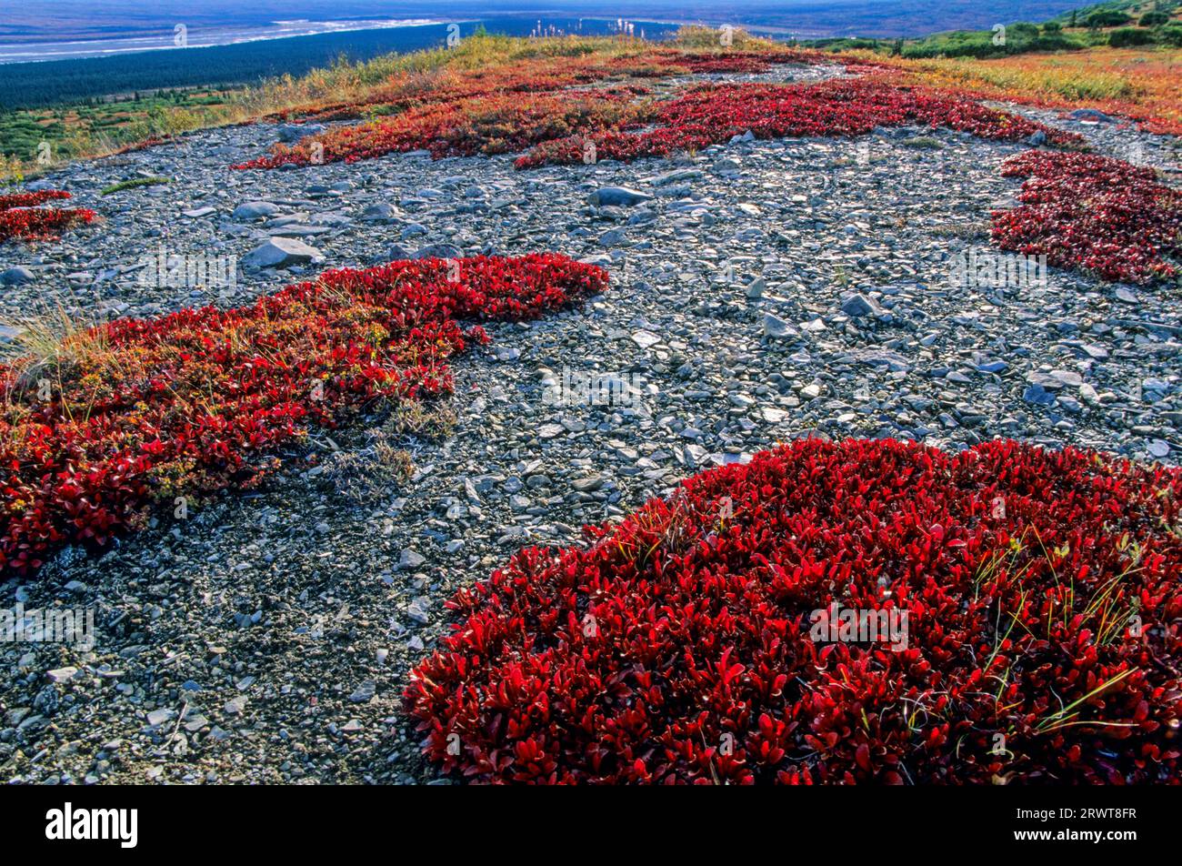 Tundra landscape with Alpine Bearberry in Indian summer, Denali ...