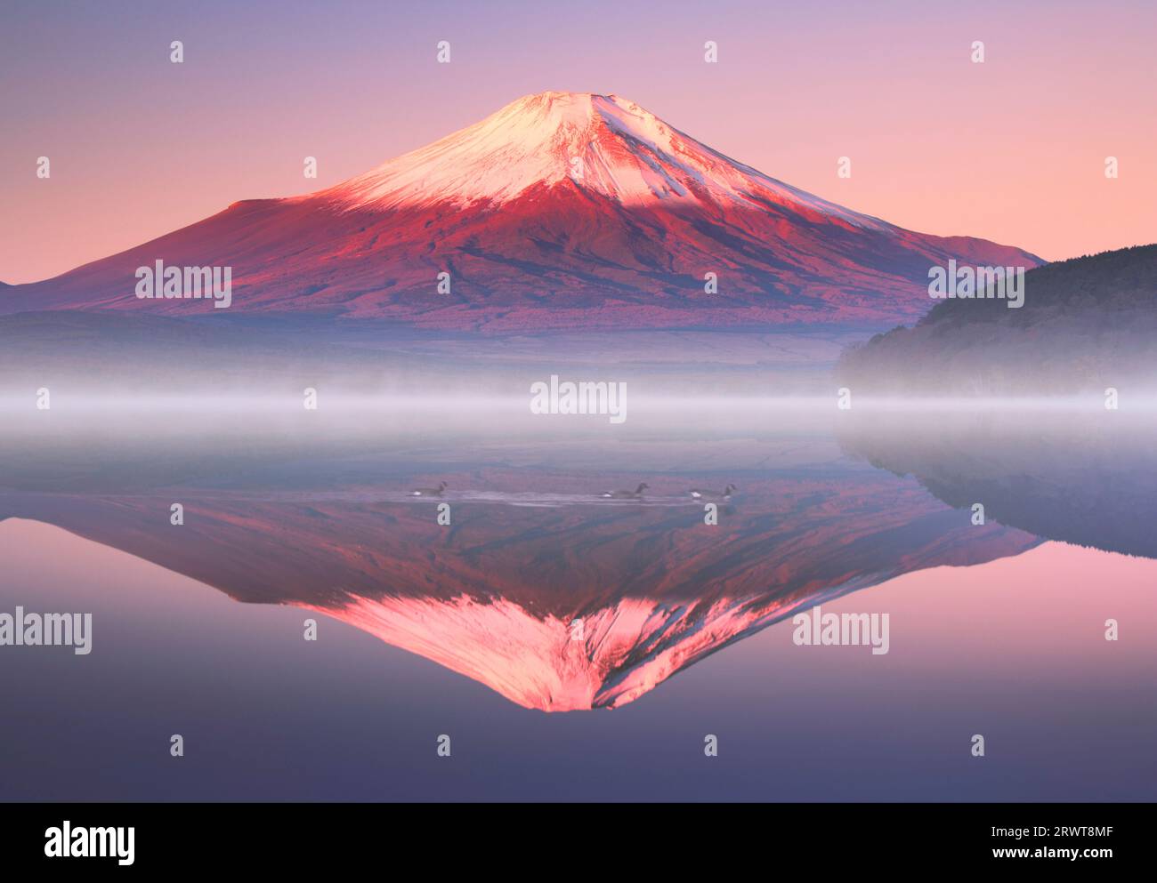 Airy Photo of Red Fuji and Duck Reflected in Water Mirror Lake ...