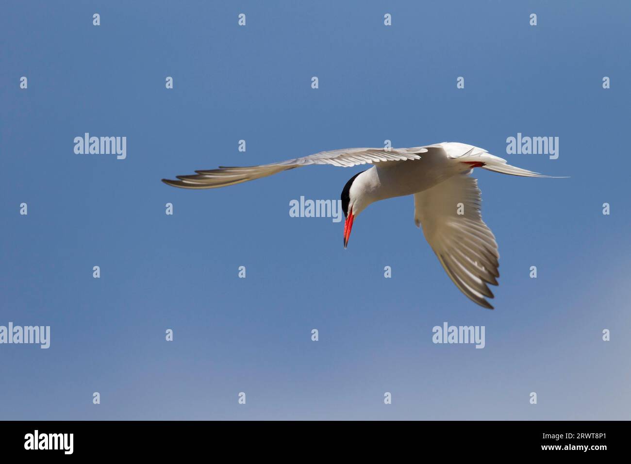 Common Tern (Sterna hirundo) feeding by plunge-diving for fish ...