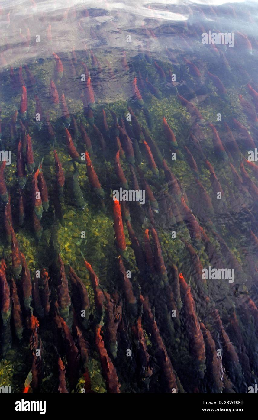 Sockeye salmon (Oncorhynchus nerka) for spawning the adults return to ...