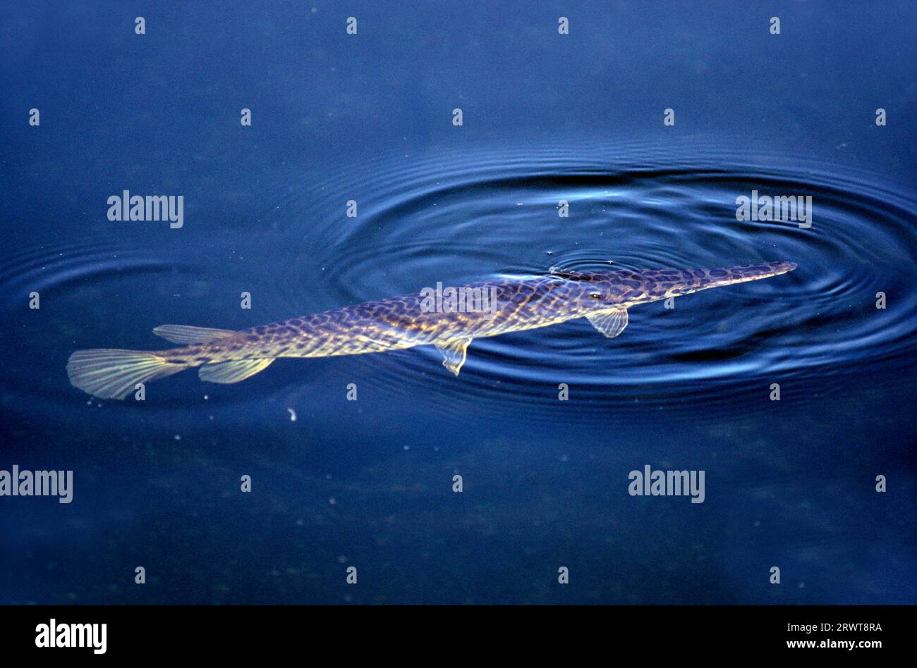 Florida gar (Lepisosteus platyrhincus) can reach a length up to 1m ...