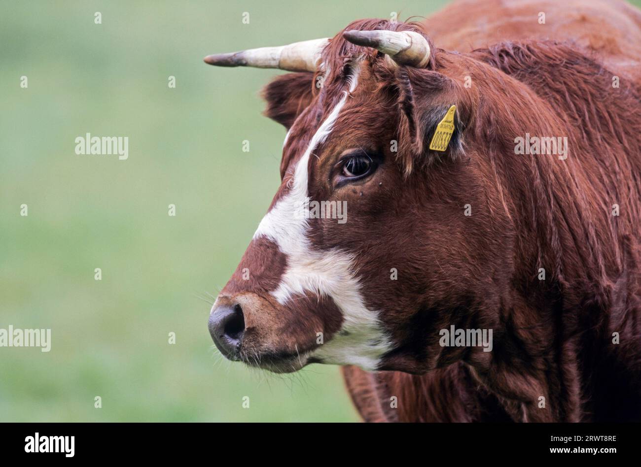 Domestic cattles (Bos primigenius taurus) are among the first livestock ...