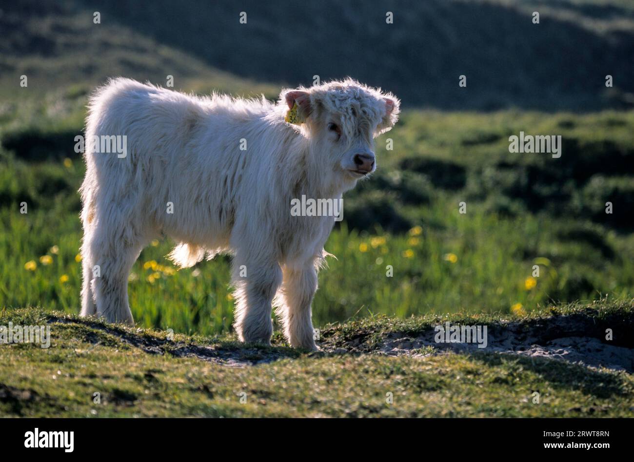 Named after the galloway hi-res stock photography and images - Alamy