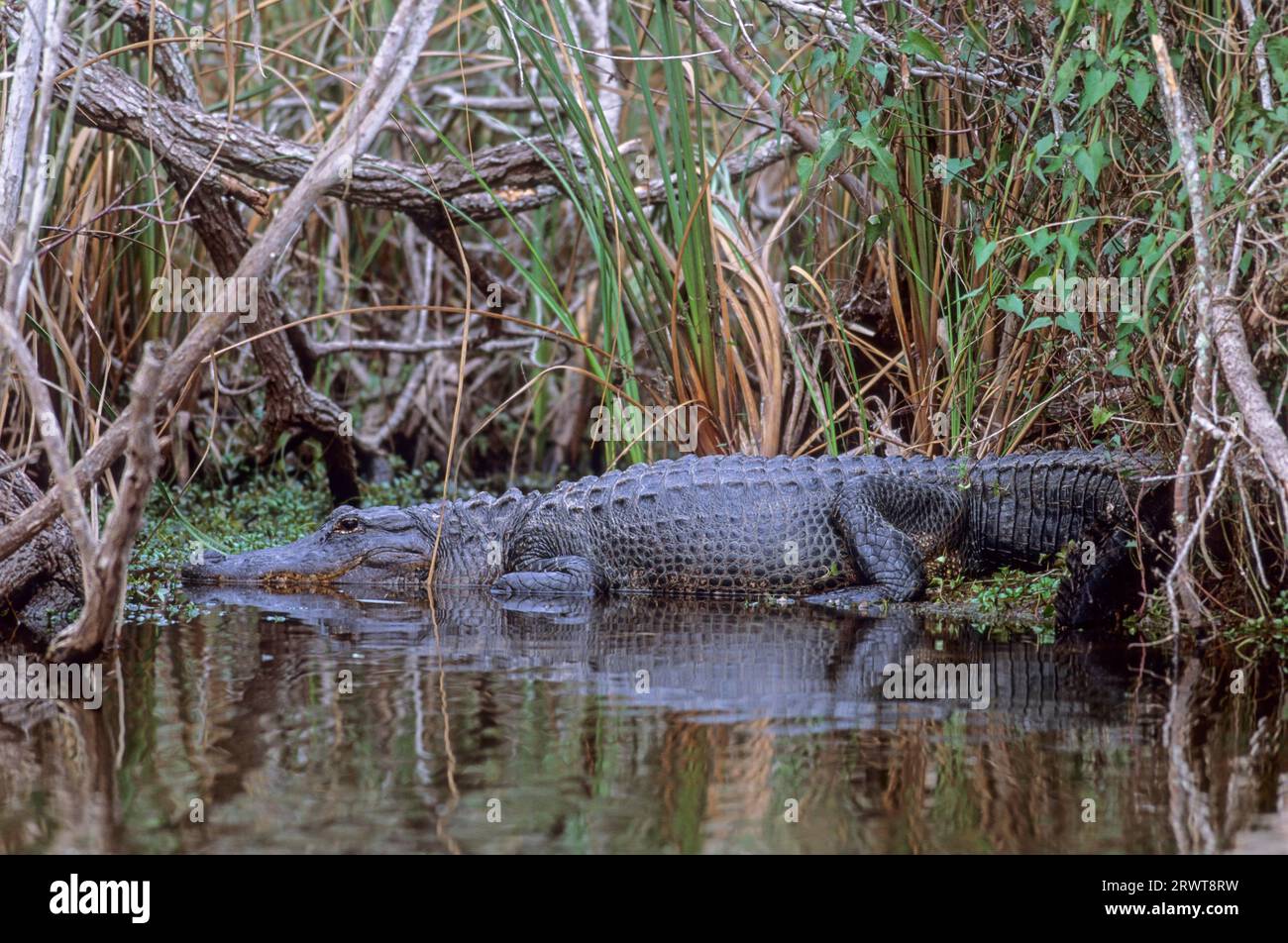 Alligator sounds hi-res stock photography and images - Alamy