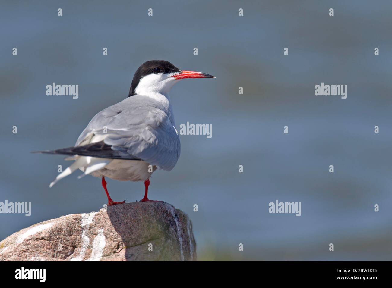 Common Tern (Sterna hirundo) both sexes incubating the eggs (Photo ...
