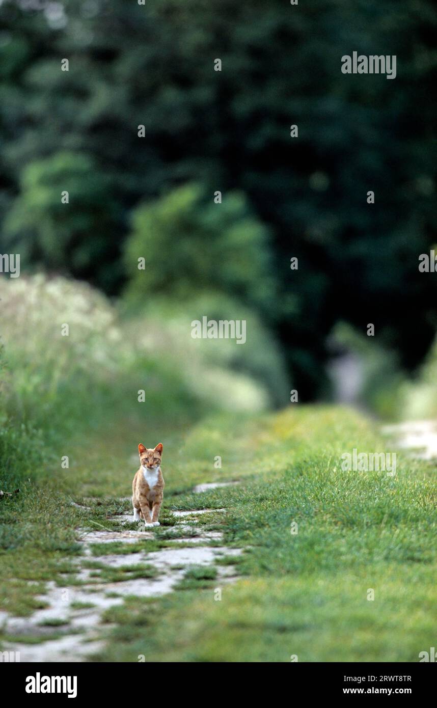 Felidae (Felis catus), outdoor animals are active both day and night ...