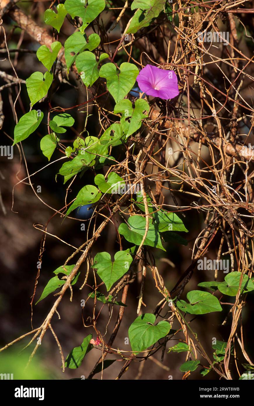 Oceanblue morning glory (Ipomoea indica) originates from South America ...