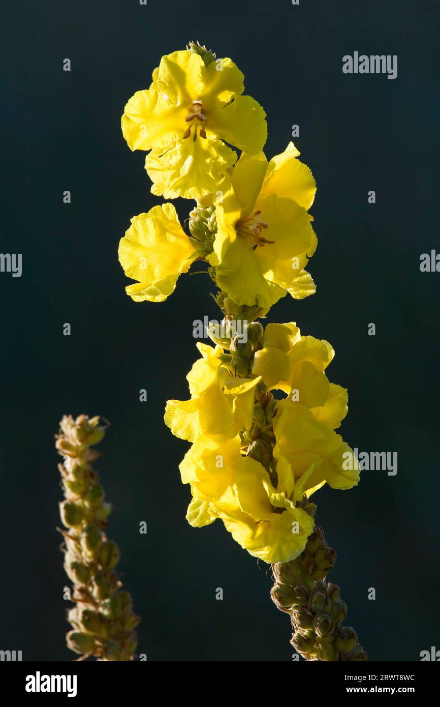 Dense-flowered mullein (Verbascum densiflorum) flowers only once ...