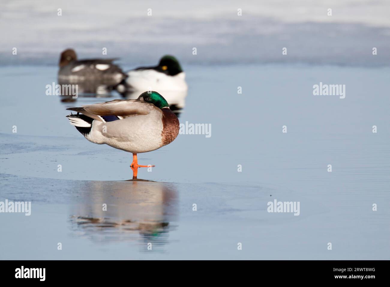 Mallard (Anas platyrhynchos) drake and common goldeneyee (Bucephala ...