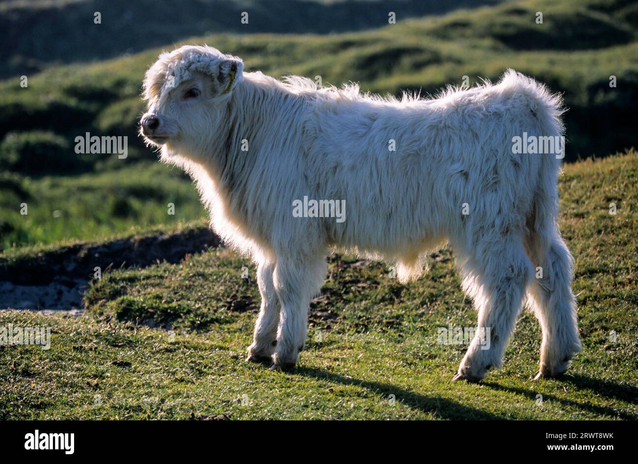 Galloway, in 1877 the Galloway Cattle Society was formed (Photo calf ...